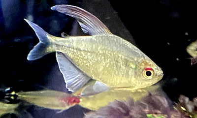 NEU! - Zitronensalmler 'Orange' - Hyphessobrycon pulchripinnis 'Orange ...