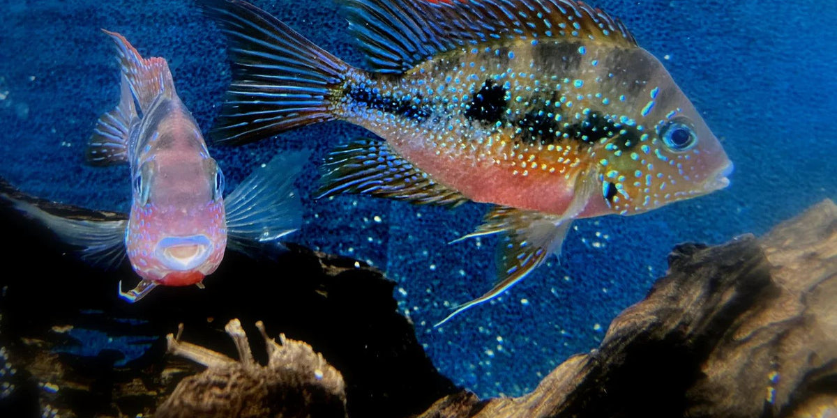 Zierfische für Ihr Aquarium online kaufen bei AQUA TECK