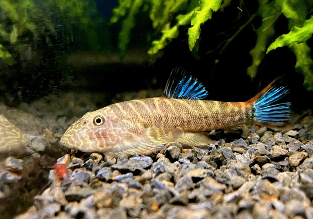 Zebra BLUE-FIN Flossensauger - Gastromyzon sp. — AQUA TECK