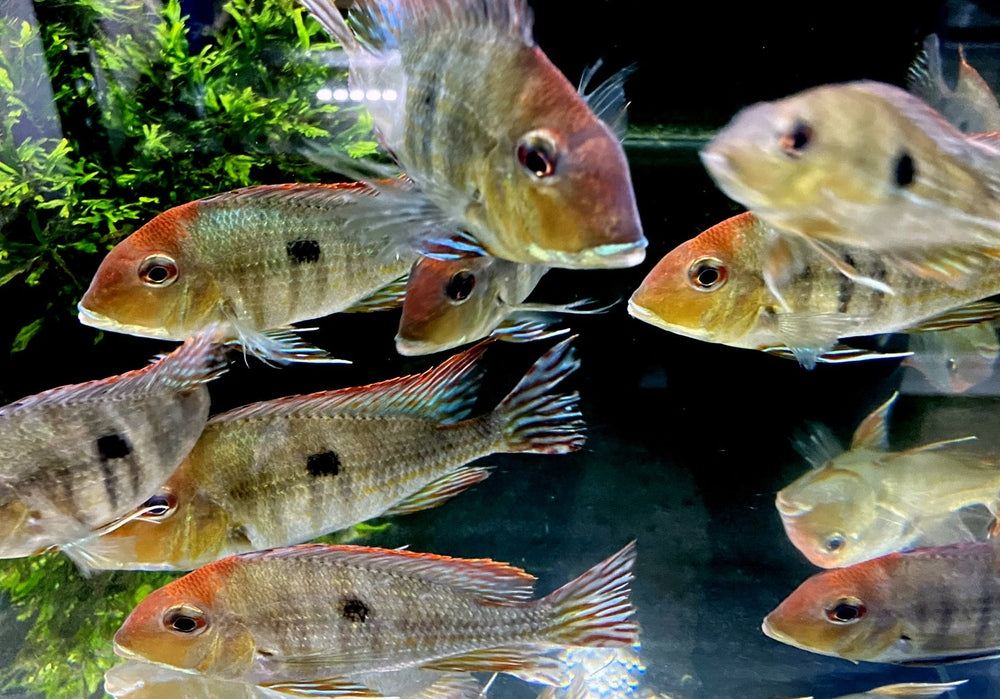 Rotkopf-Erdfresser - Geophagus pyrocephalus (Tapajos redhead) — AQUA TECK