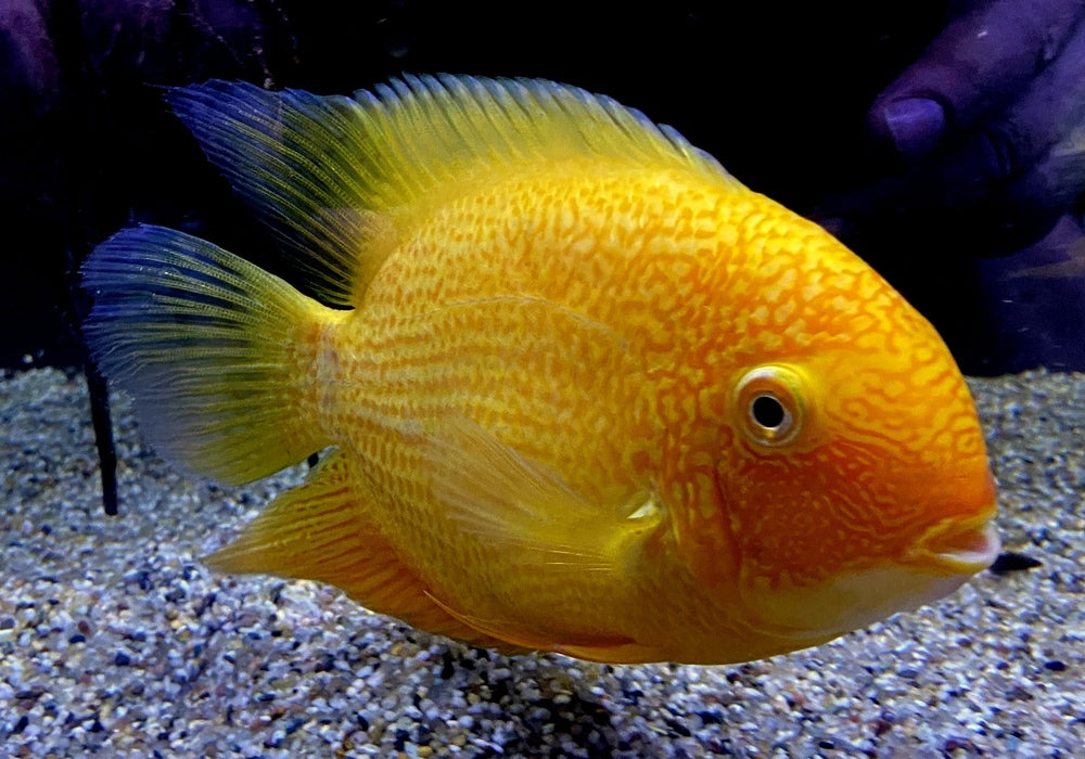 AQUA TECK - Aquaristik aus Leidenschaft