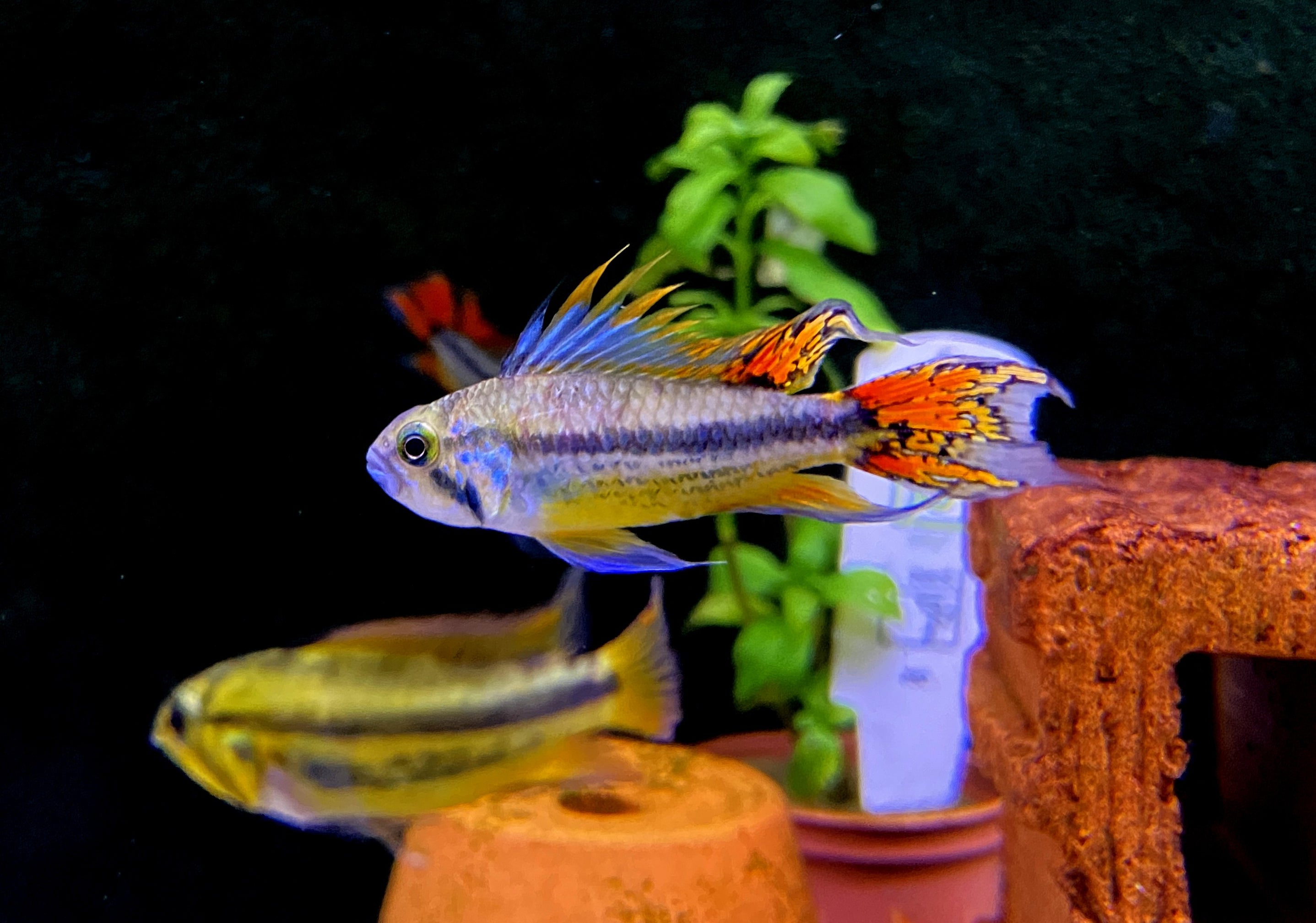 Kakaduzwergbuntbarsch "doppel-rot" - Apistogramma cacatoides — AQUA TECK