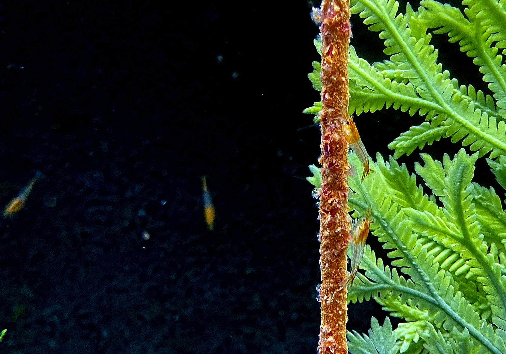 Orange Rili Zwerggarnele - Neocaridina davidi 'orange rili' — AQUA TECK