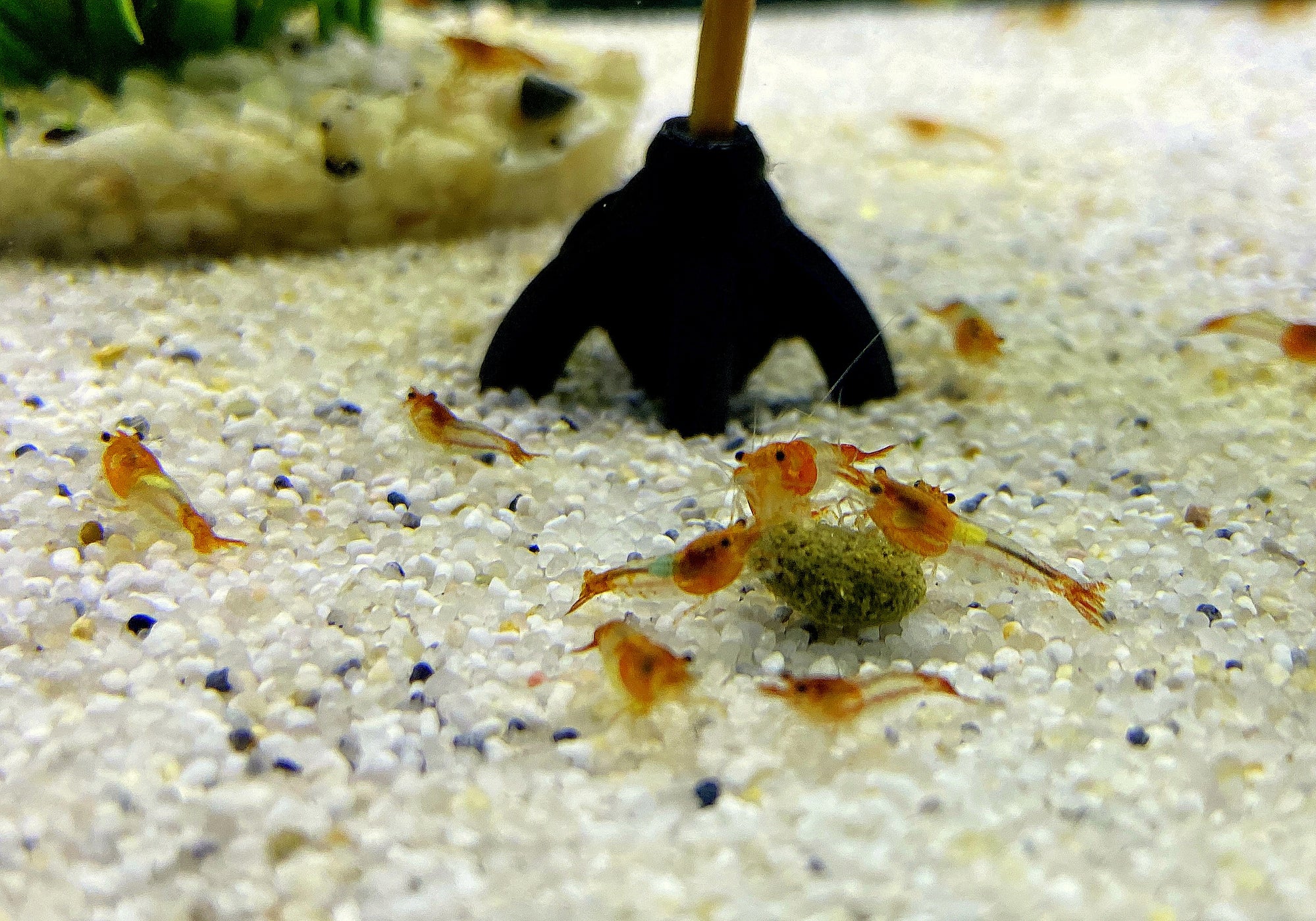 Orange Rili Zwerggarnele - Neocaridina davidi 'orange rili' — AQUA TECK