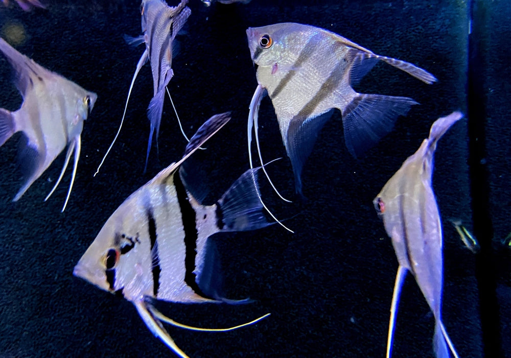 WIEDER DA - Peru-Altum-Skalare (WF) XL-Größe, RIO NANAY - Pterophyllum ...