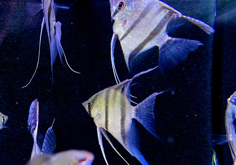 WIEDER DA - Peru-Altum-Skalare (WF) XL-Größe, RIO NANAY - Pterophyllum ...