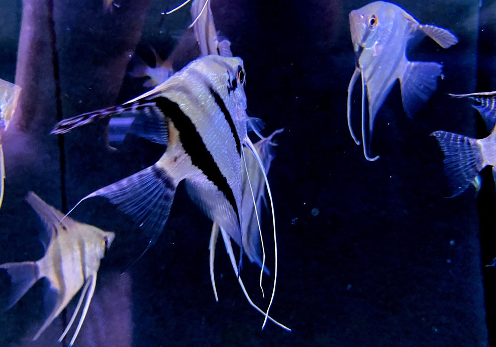 WIEDER DA - Peru-Altum-Skalare (WF) XL-Größe, RIO NANAY - Pterophyllum ...