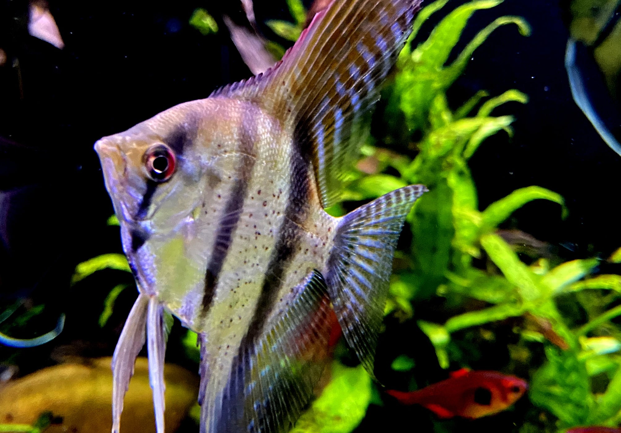 Peru-Altum-Skalar 'Rio Nanay' - Pterophyllum scalare — AQUA TECK