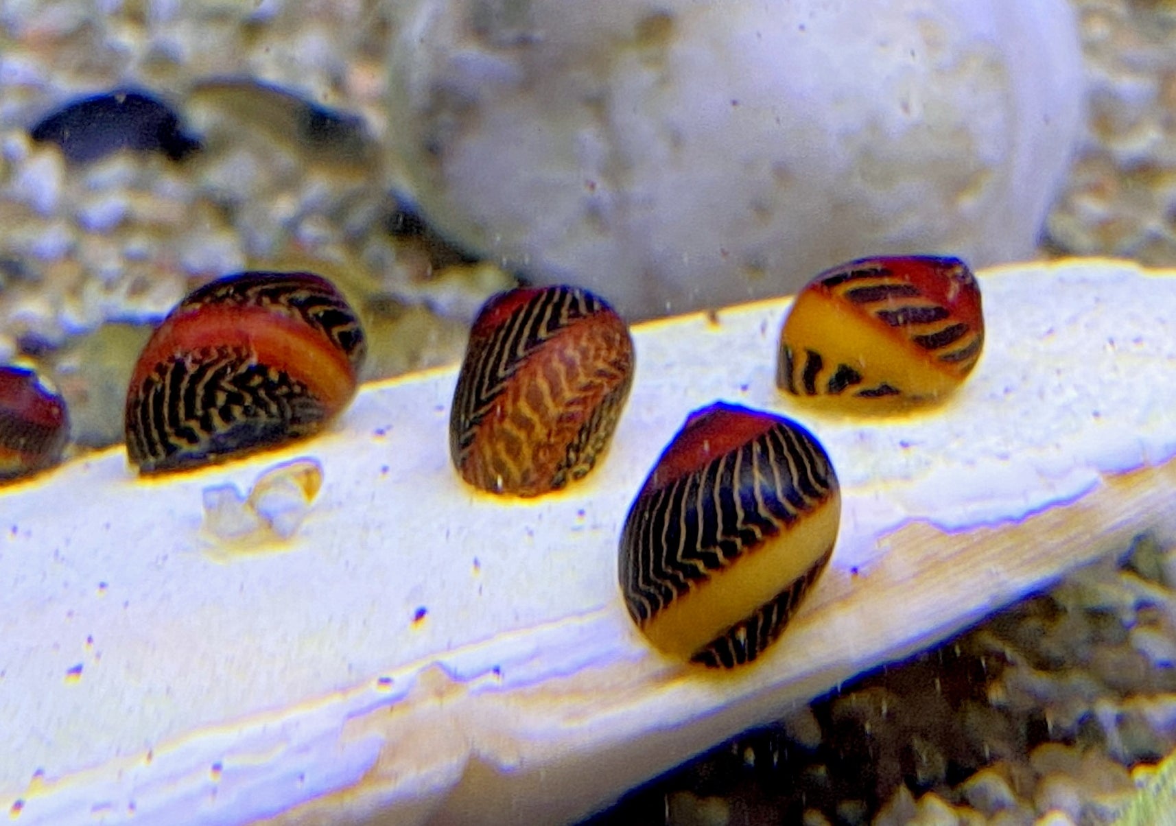 Rote Rennschnecke - Neritina (vittina) waiginensis — AQUA TECK