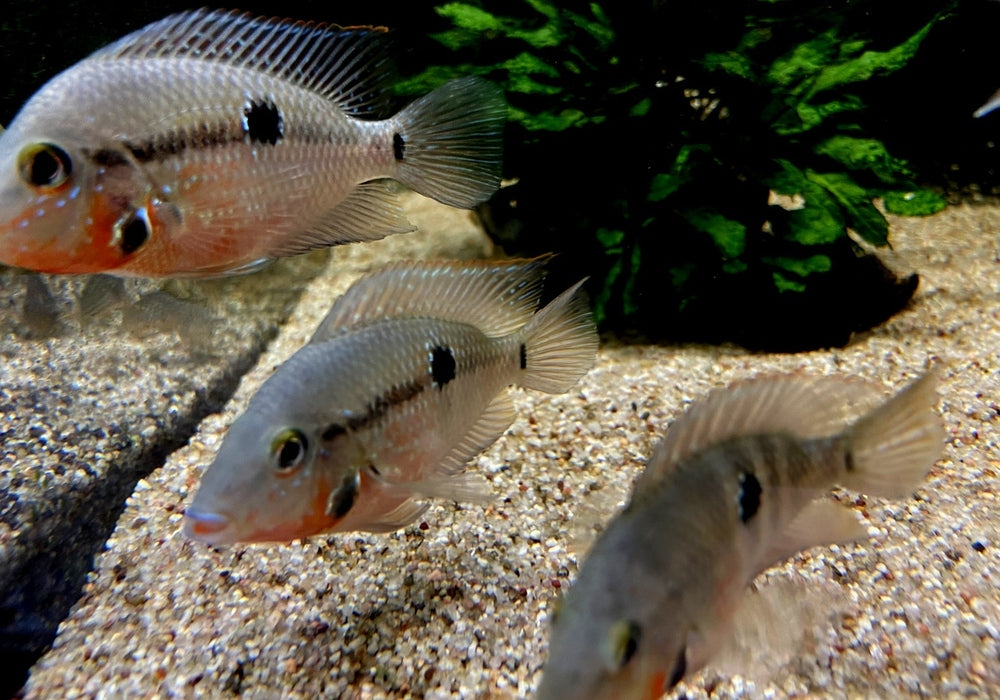 Feuermaulbuntbarsch "Rio Candelaria" - Thorichthys meeki - Gr. S — AQUA ...