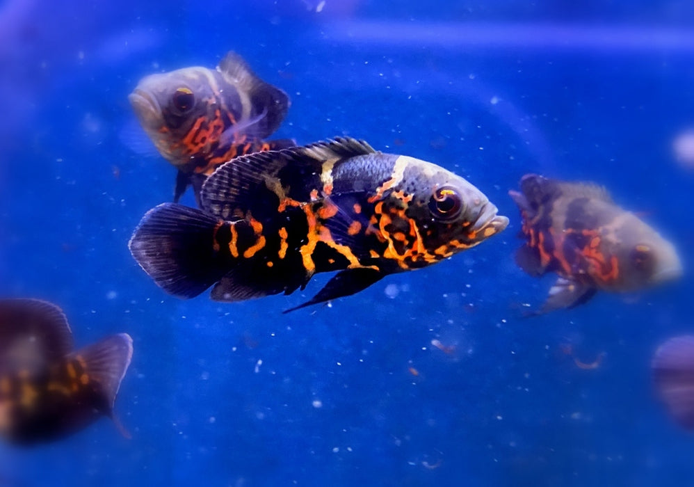 Zierfische für Ihr Aquarium online kaufen bei AQUA TECK