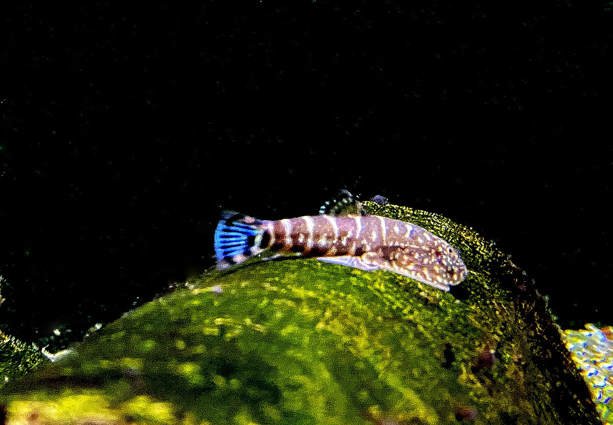 Zebra Blue-Tail Flossensauger - Gastromyzon sp. — AQUA TECK