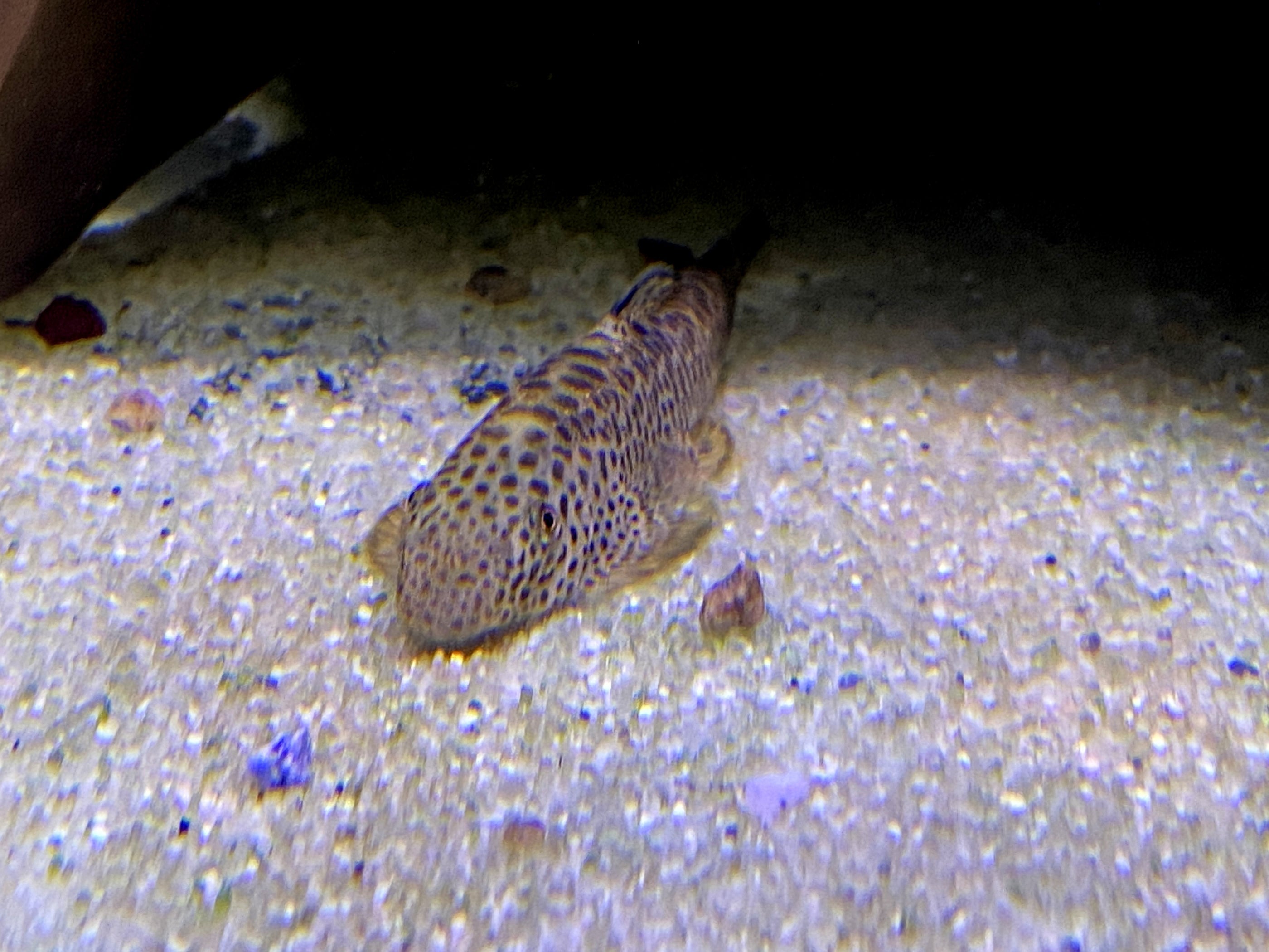 Zebrastreifen- / Fangs Flossensauger - Pseudogastromyzon fangi — AQUA TECK