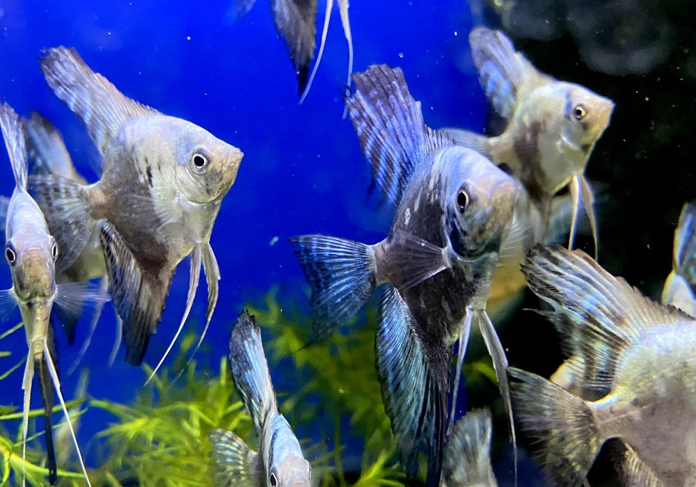 Jaguar-Skalar / Map Skalar / California Skalar - Pterophyllum scalare — AQUA TECK