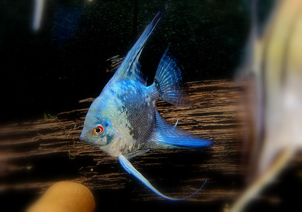 Jaguar-Skalar / Map Skalar / California Skalar - Pterophyllum scalare ...