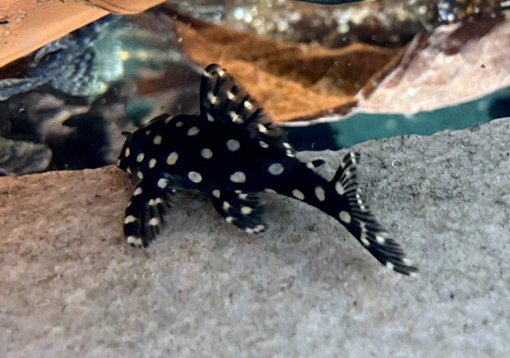 L201 Orinoco-Engelsharnischwels - Hypancistrus spec. L 201 — AQUA TECK