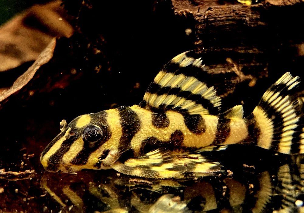L333 Königstiger-Harnischwels YELLOW BROAD LINE - Hypancistrus spec. L ...