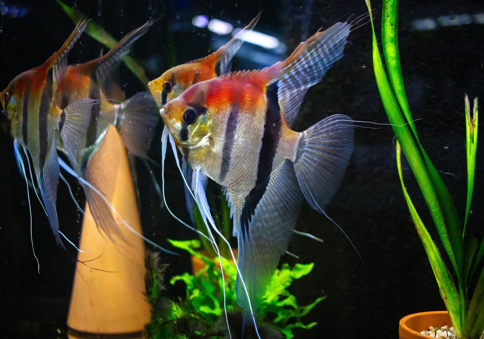 Skalare für die Haltung im Aquarium bei AQUA TECK kaufen