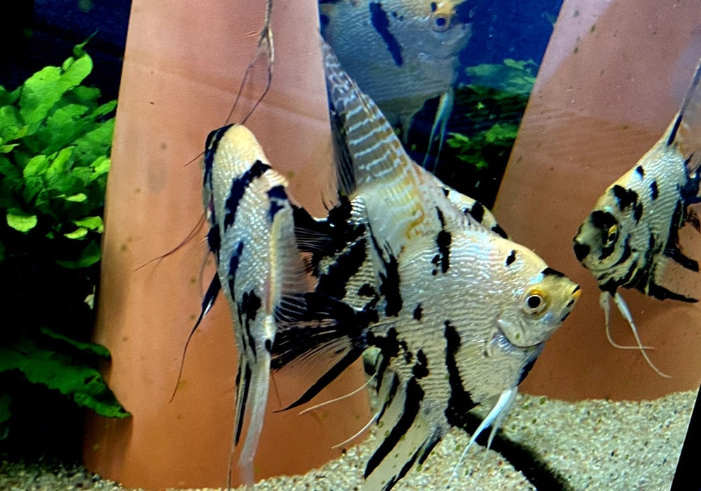 Marble Diamond Skalar - Pterophyllum scalare — AQUA TECK