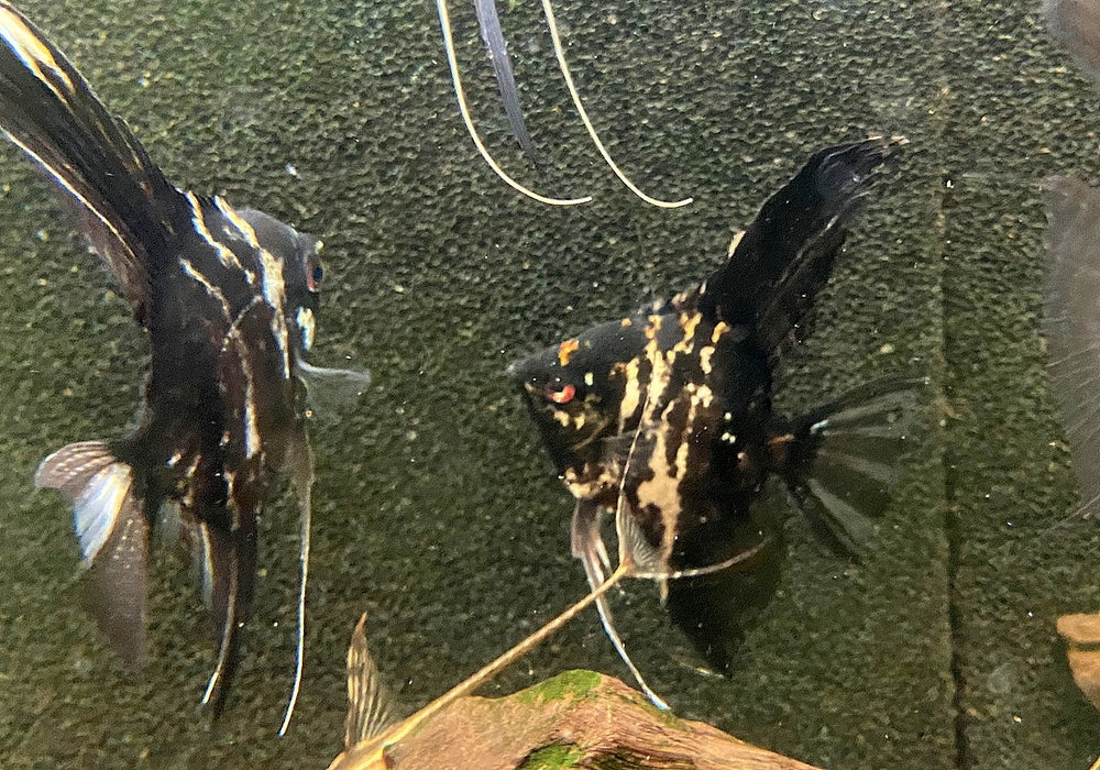 Zierfische für Ihr Aquarium online kaufen bei AQUA TECK