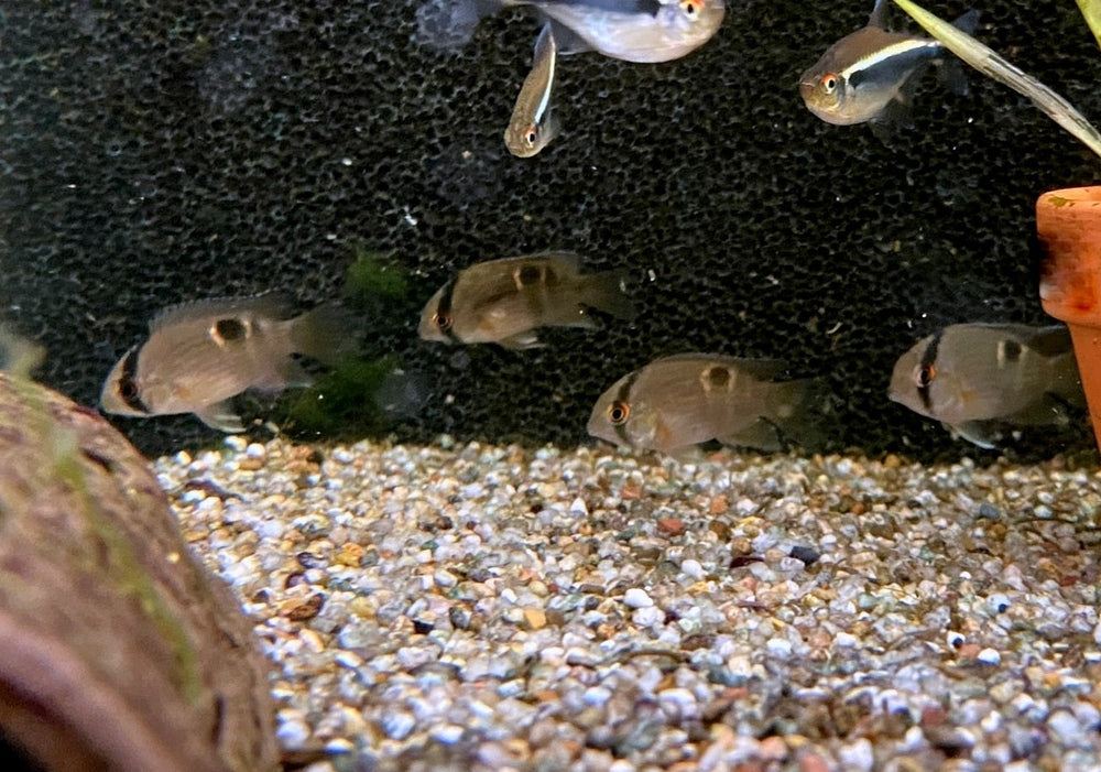 Maronibuntbarsch - Aequidens maronii — AQUA TECK