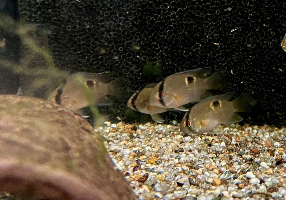 Maronibuntbarsch - Aequidens maronii — AQUA TECK