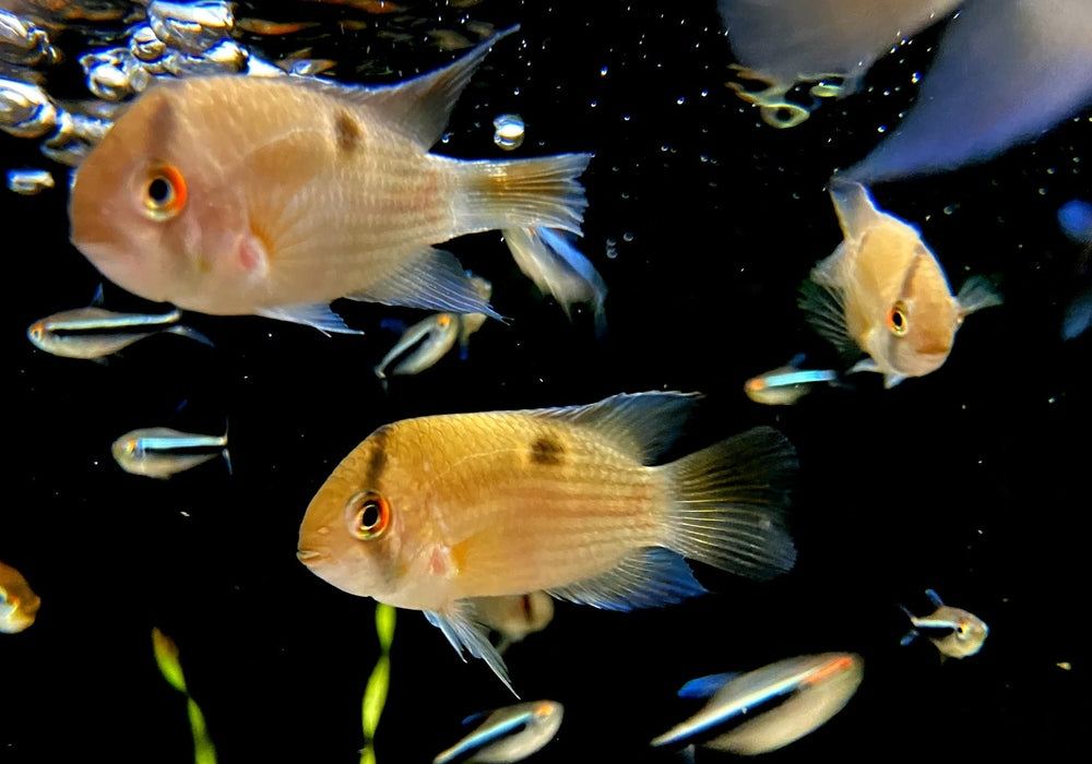 Maronibuntbarsch - Aequidens maronii — AQUA TECK