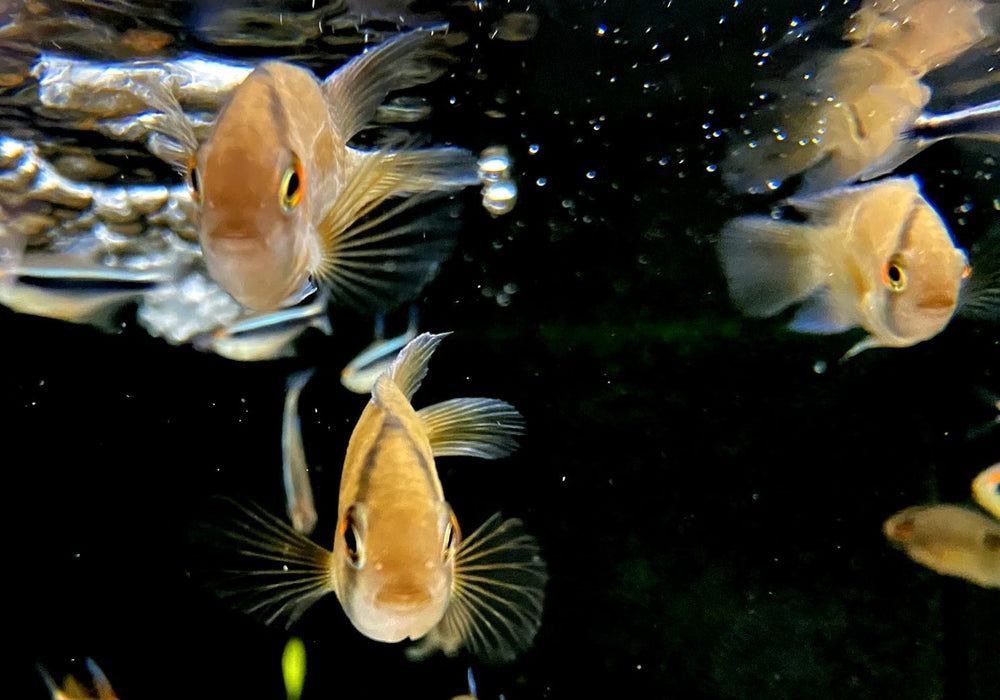 Maronibuntbarsch - Aequidens maronii — AQUA TECK