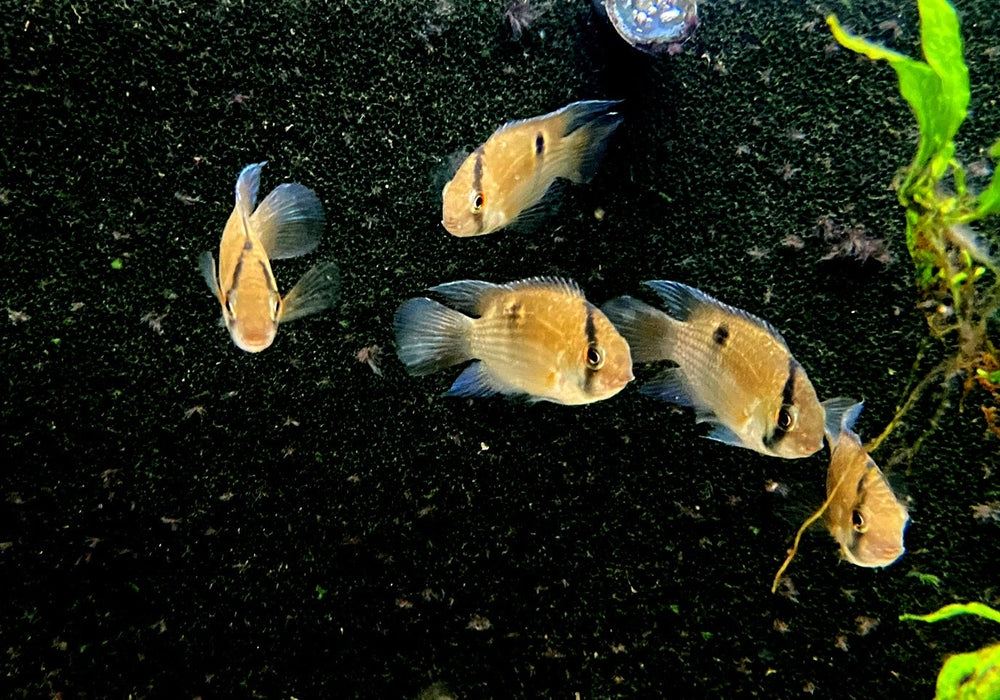 Maronibuntbarsch - Aequidens maronii — AQUA TECK