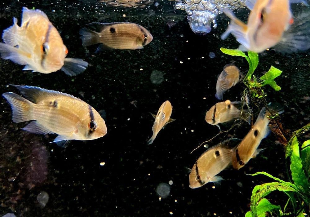 Maronibuntbarsch - Aequidens maronii — AQUA TECK