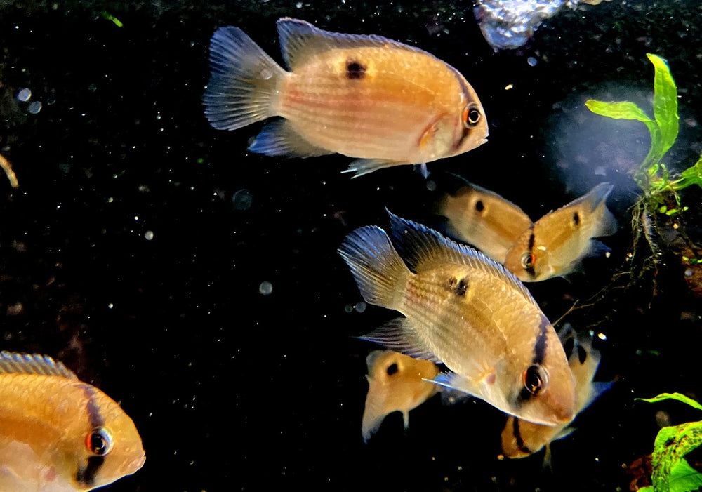 Maronibuntbarsch - Aequidens maronii — AQUA TECK