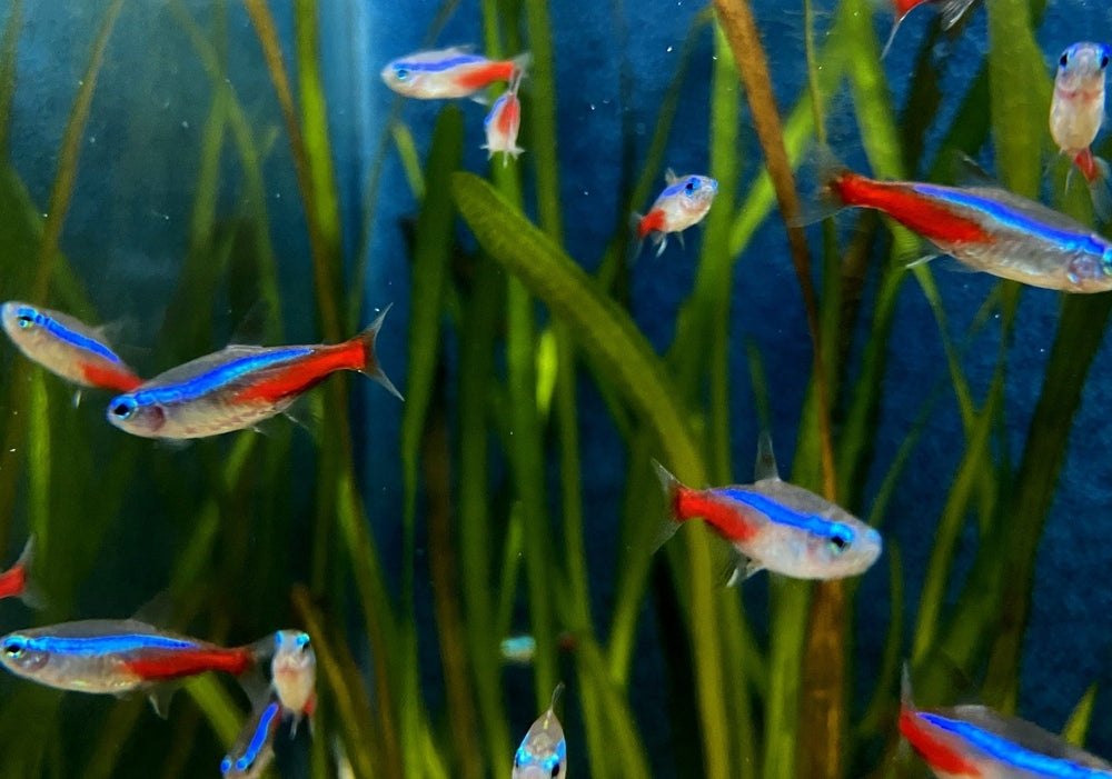 Neonsalmler, Neontetra - Paracheirodon innesi — AQUA TECK