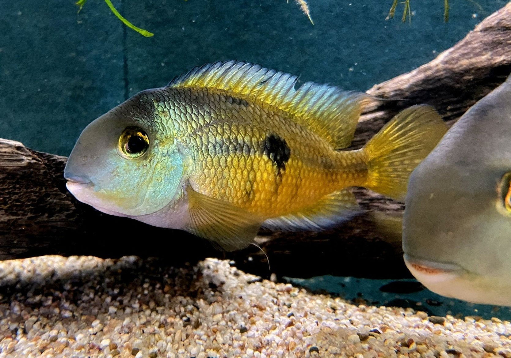 Nicaragua Buntbarsch - Hypsophrys (ehem. Cichlasoma) nicaraguensis ...