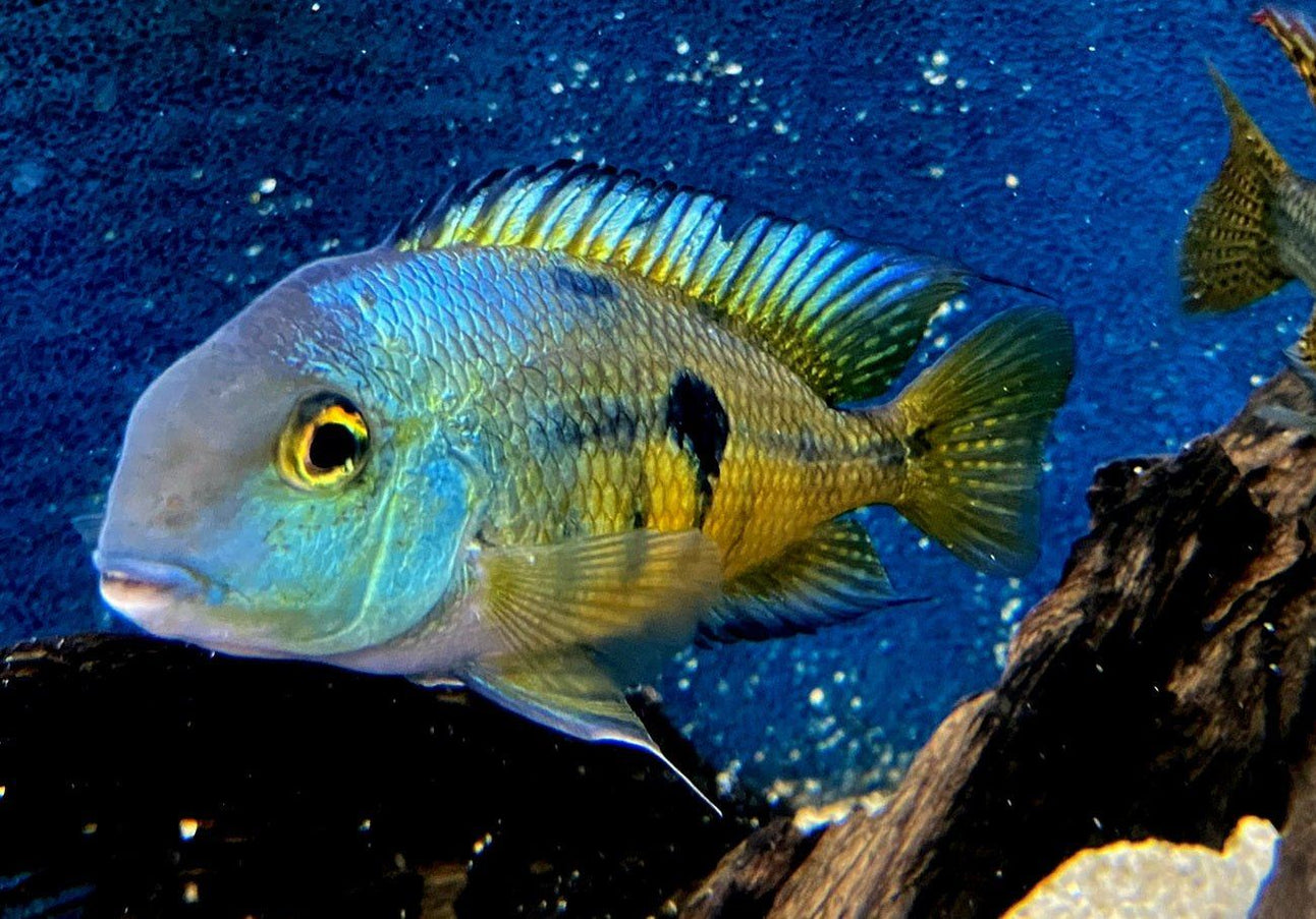 Nicaragua Buntbarsch - Hypsophrys (ehem. Cichlasoma) nicaraguensis ...