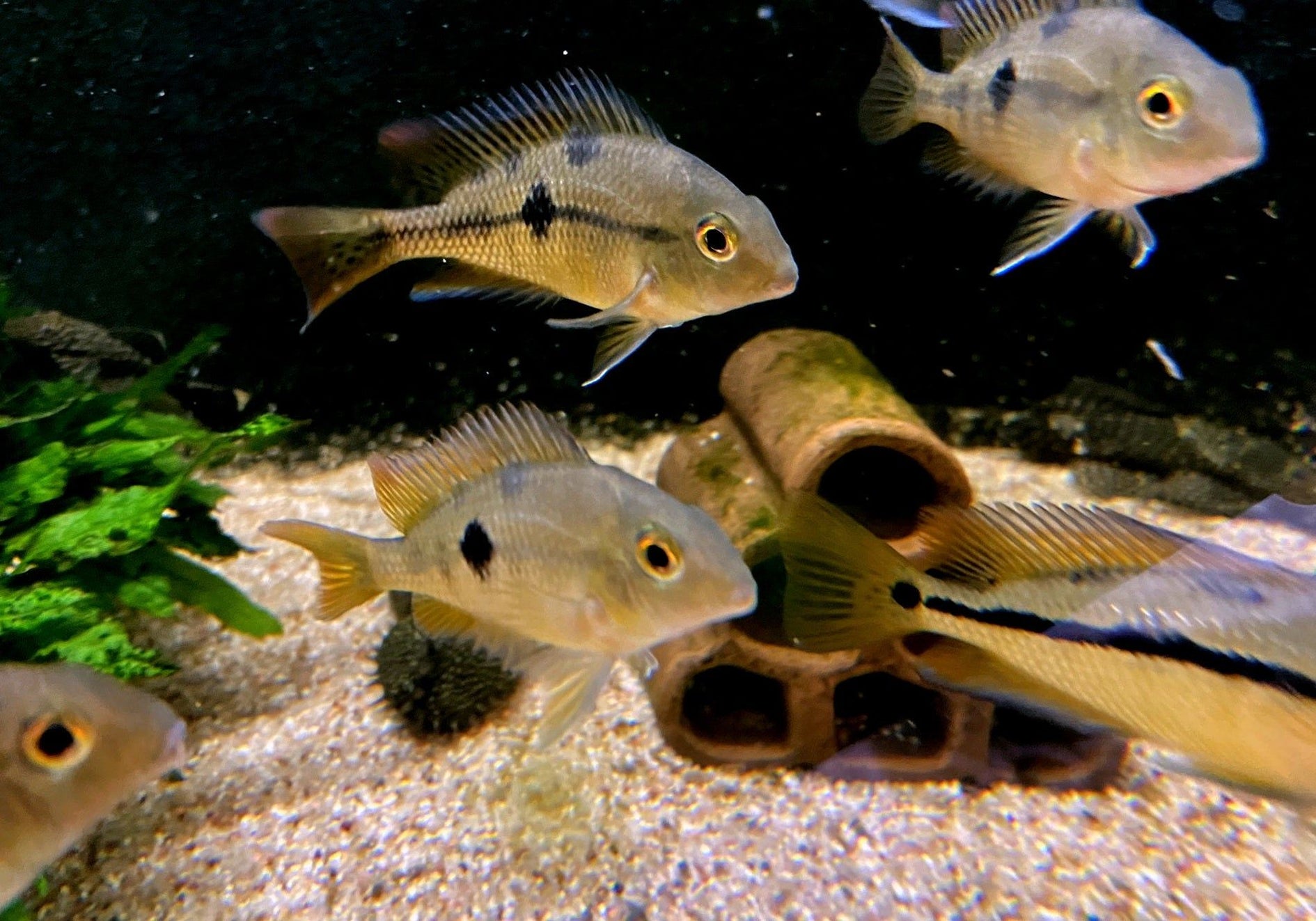 Nicaragua Buntbarsch - Hypsophrys (ehem. Cichlasoma) nicaraguensis ...