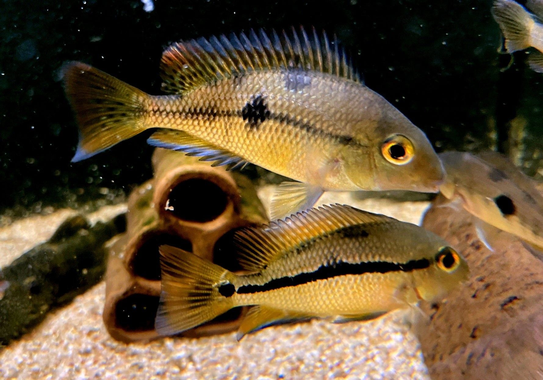 Nicaragua Buntbarsch - Hypsophrys (ehem. Cichlasoma) nicaraguensis ...