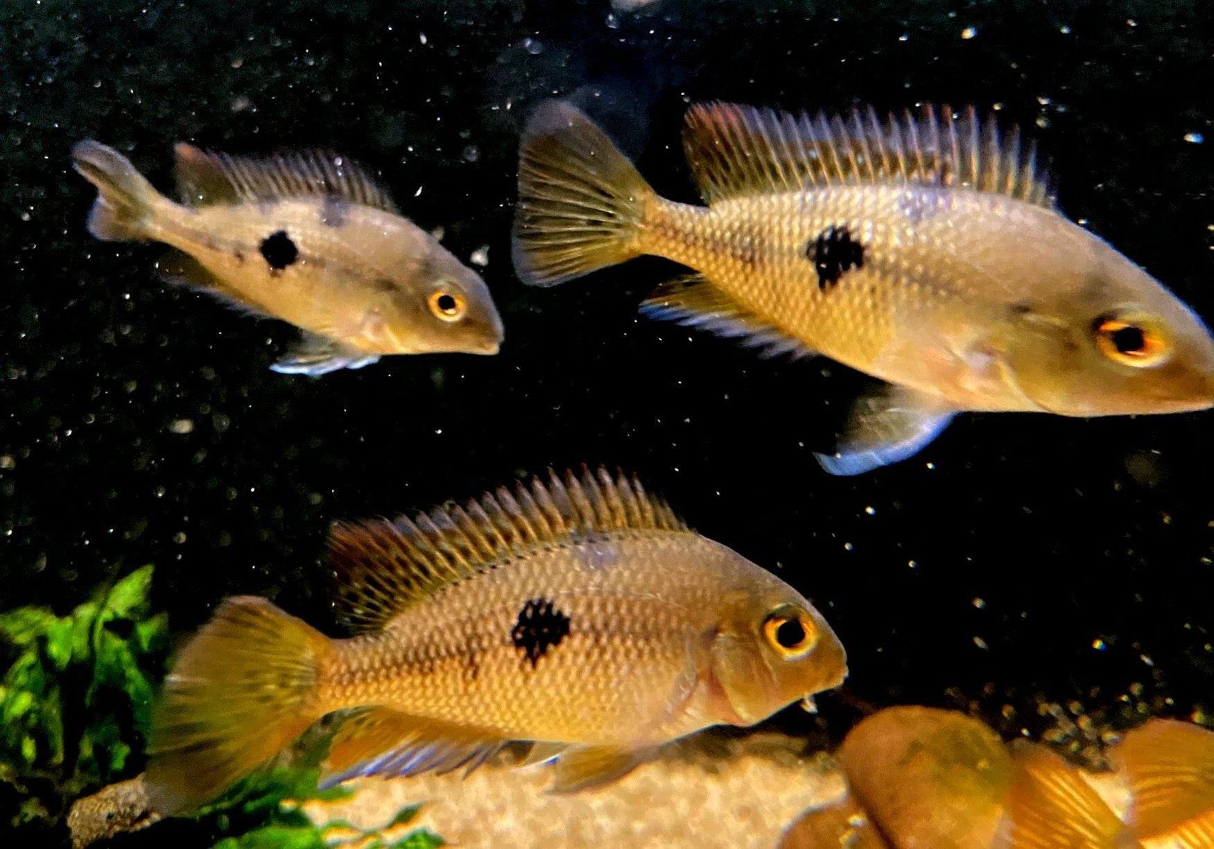 Nicaragua Buntbarsch - Hypsophrys (ehem. Cichlasoma) nicaraguensis ...