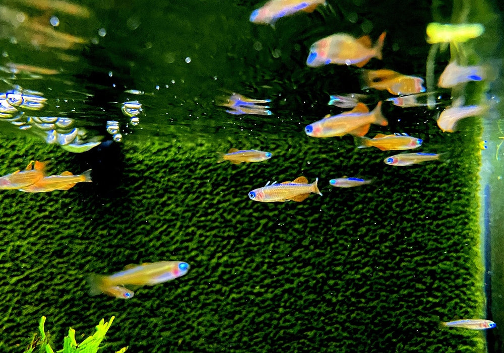 Paskas Blauauge - Pseudomugil luminatus (paskai) — AQUA TECK
