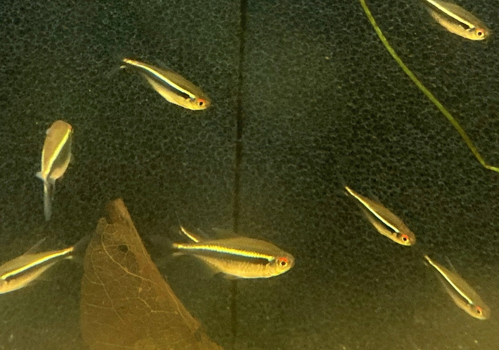 Schwarzer Neon - Hyphessobrycon herbertaxelrodi — AQUA TECK