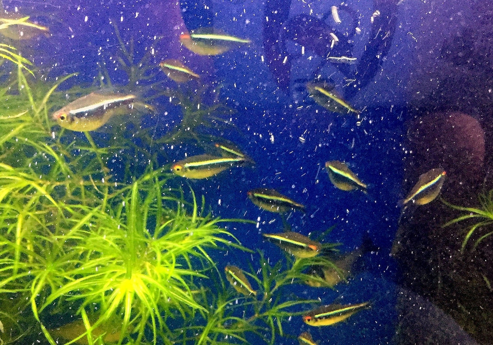 Schwarzer Neon - Hyphessobrycon herbertaxelrodi — AQUA TECK