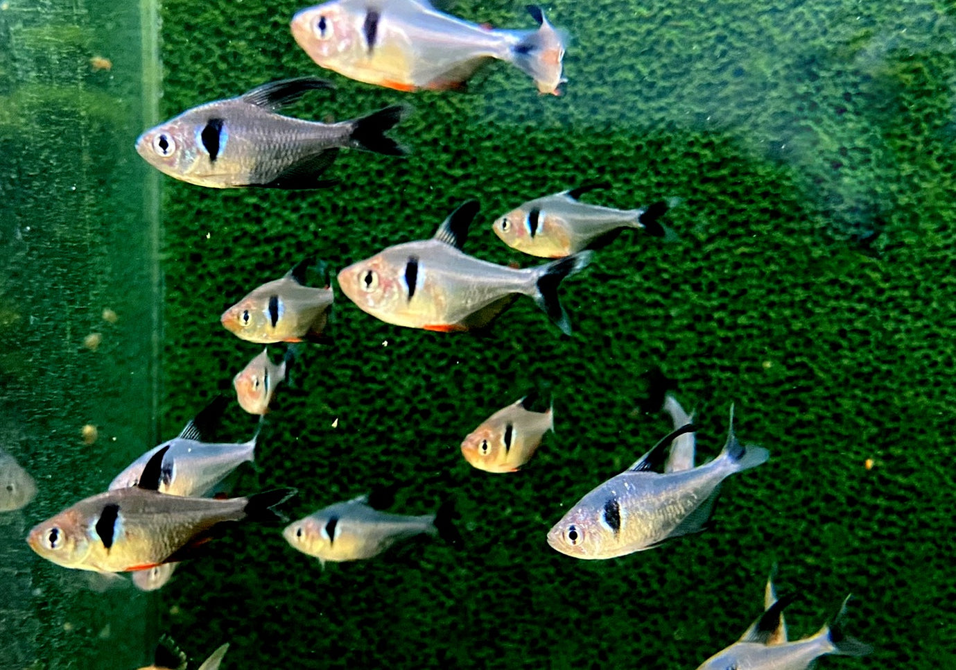 Schwarzer Phantomsalmler - Hyphessobrycon megalopterus — AQUA TECK